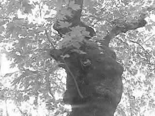 The Great Tree Spirit