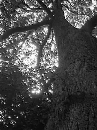 The Great Tree Spirit